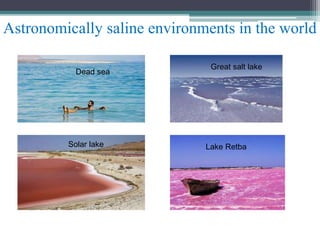 Halophiles Environment
