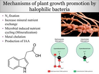 Halophiles Organism