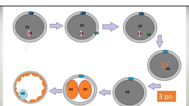 Current trends in embryology- role of Time-lapse embryo monitoring ...