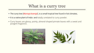 Spice as Medicine: Curry Leaf, Murraya koenigii | PDF