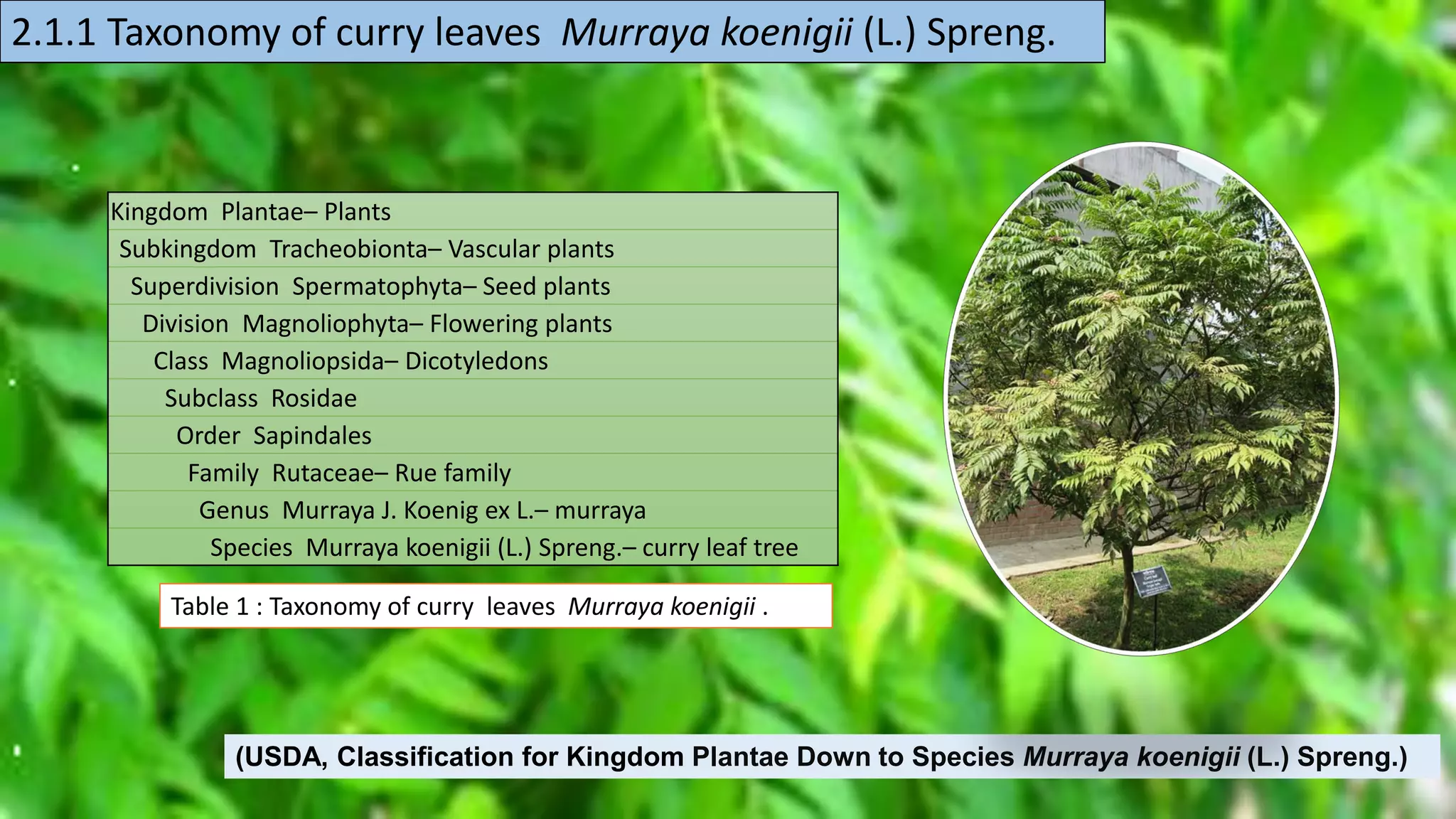 curry leaves Viva presentation.pdf