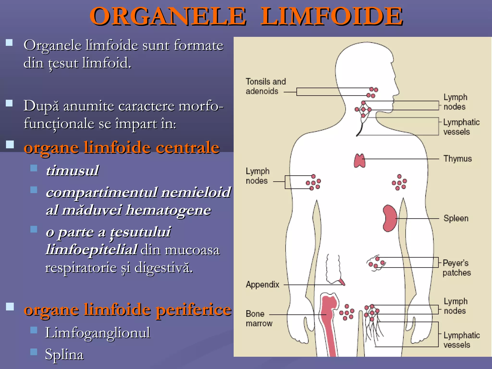 Curs 10-histo-organe-limfoide-periferice | PPT