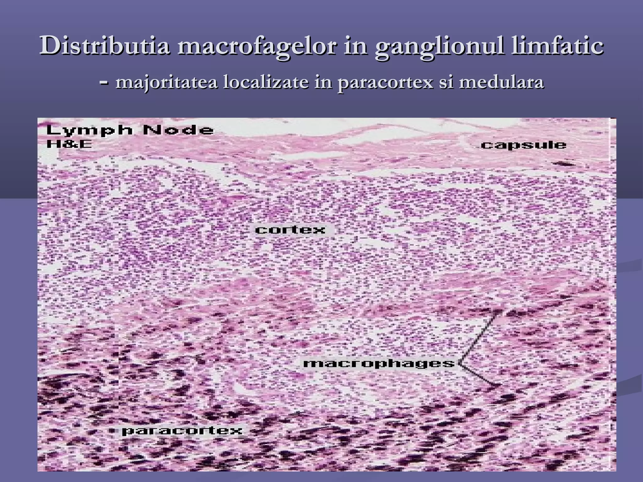 Curs 10-histo-organe-limfoide-periferice | PPT