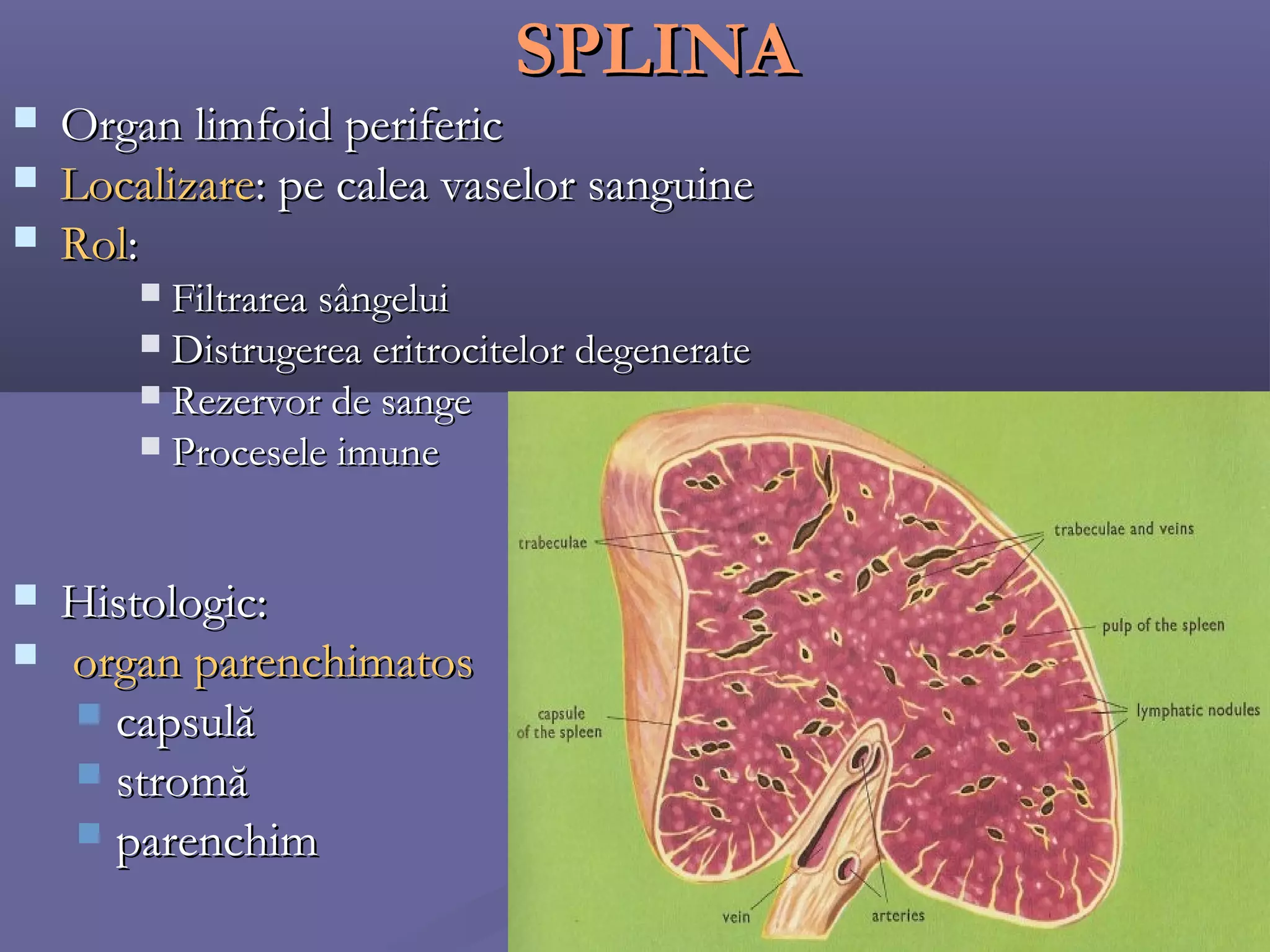 Curs 10-histo-organe-limfoide-periferice | PPT