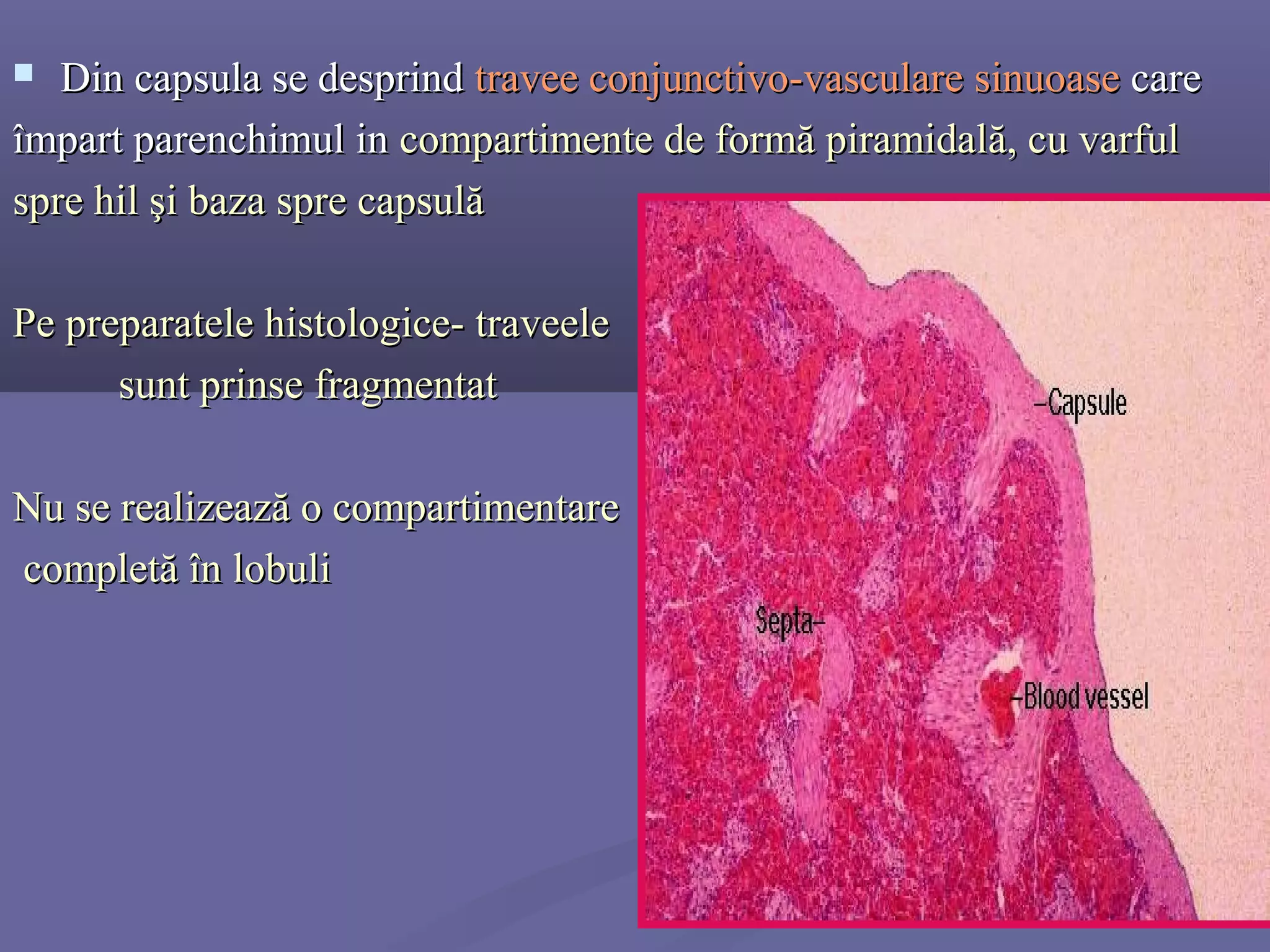 Curs 10-histo-organe-limfoide-periferice | PPT
