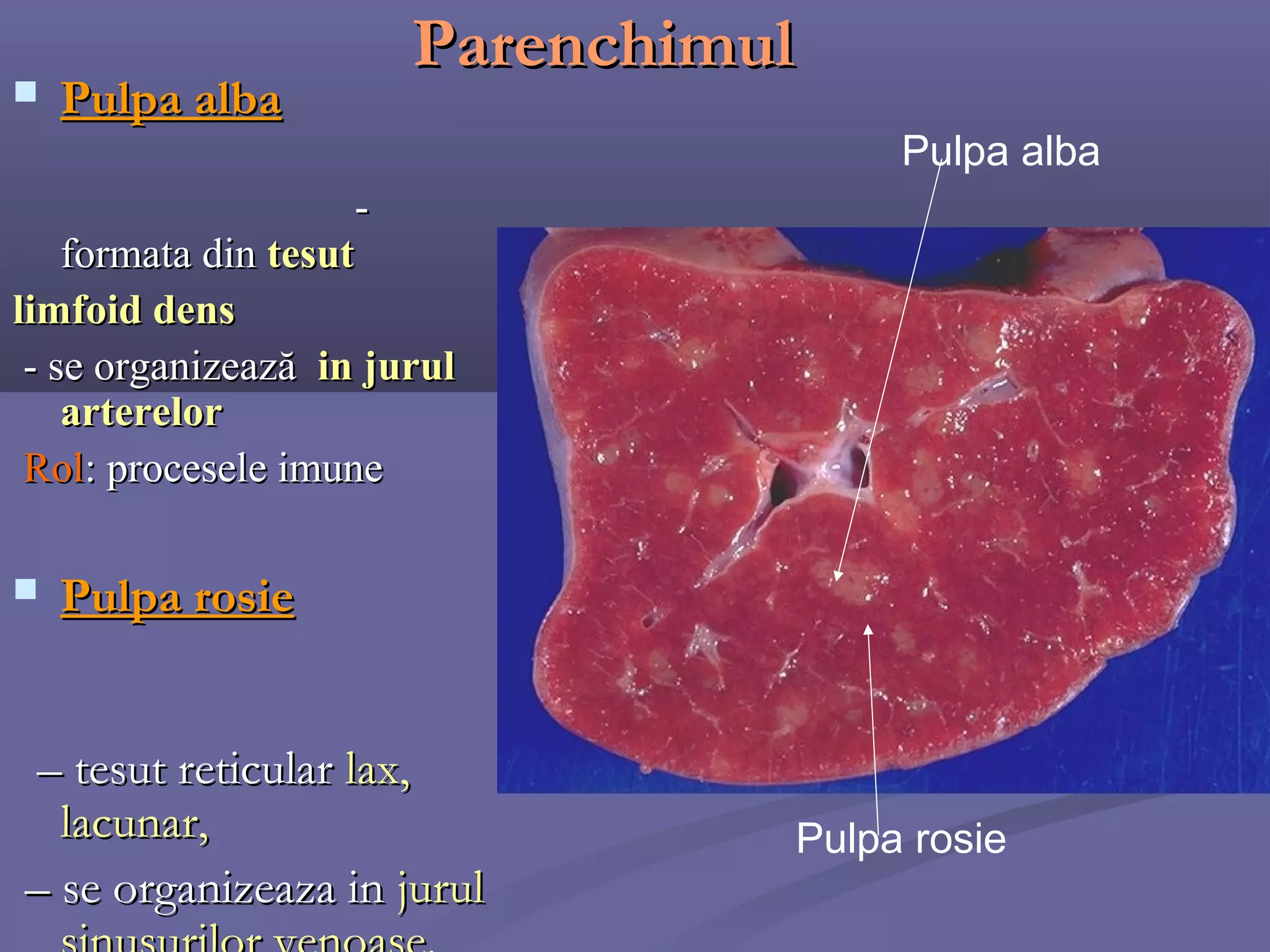 Curs 10-histo-organe-limfoide-periferice | PPT