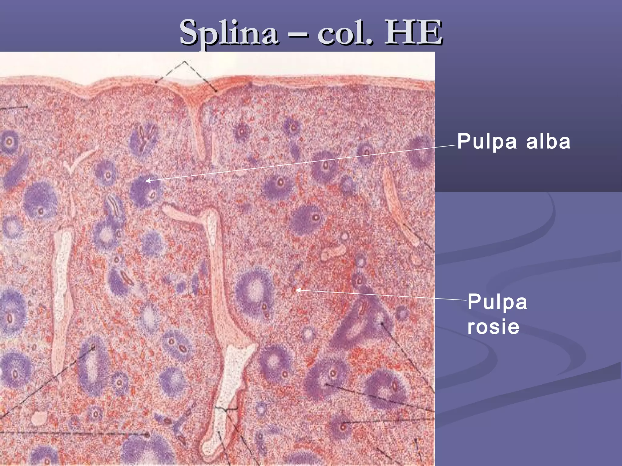 Curs 10-histo-organe-limfoide-periferice | PPT