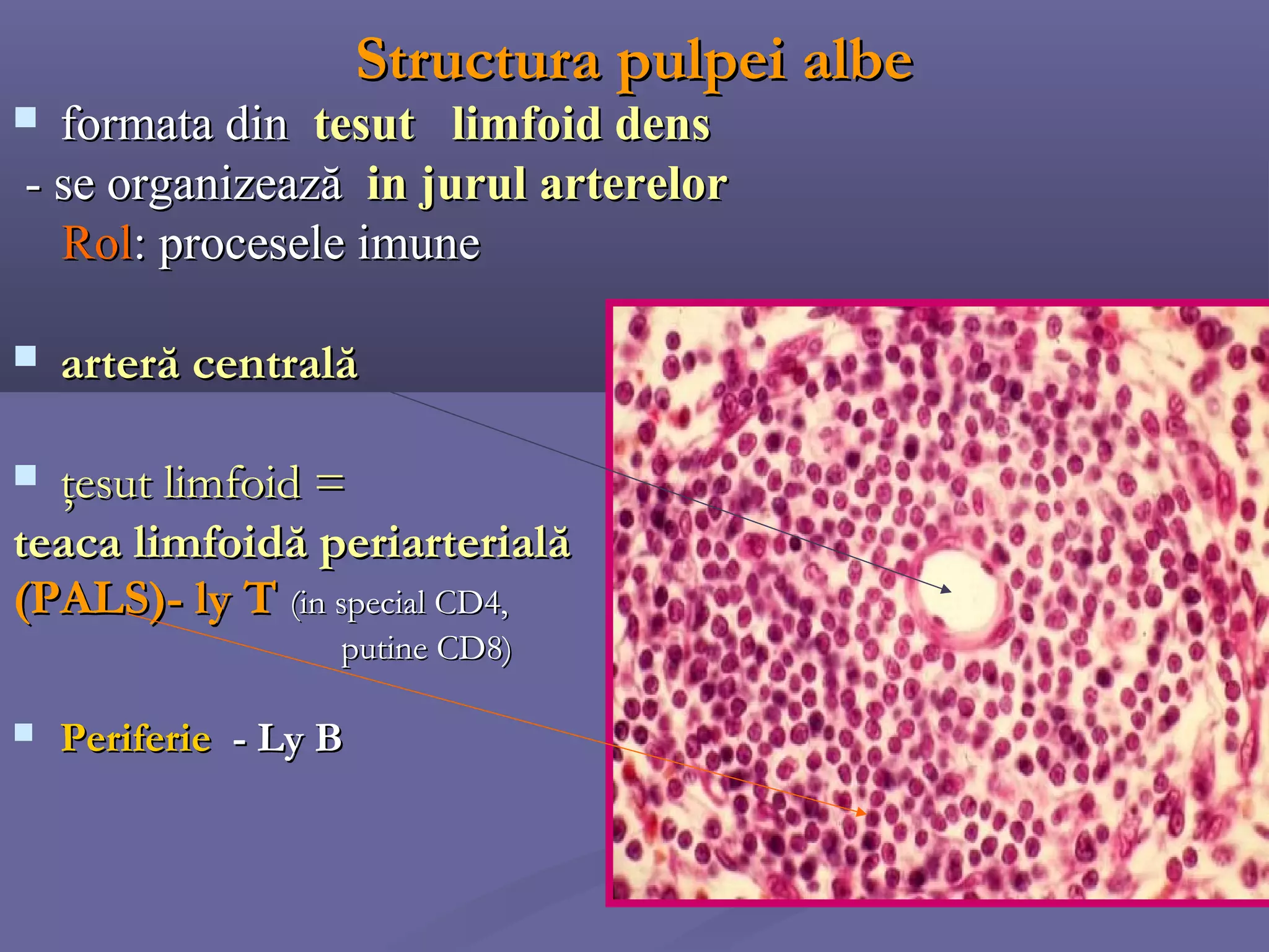 Curs 10-histo-organe-limfoide-periferice | PPT