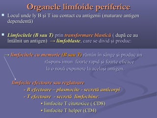Curs 10-histo-organe-limfoide-periferice | PPT