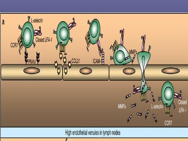 Curs 10-histo-organe-limfoide-periferice | PPT