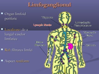 Curs 10-histo-organe-limfoide-periferice | PPT