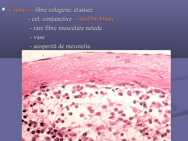 Curs 10-histo-organe-limfoide-periferice | PPT