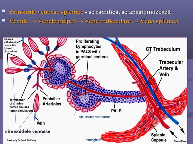 Curs 10-histo-organe-limfoide-periferice | PPT