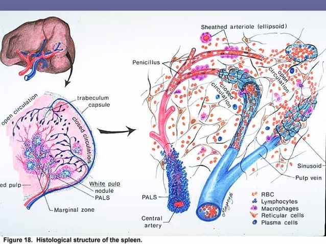 Curs 10-histo-organe-limfoide-periferice | PPT