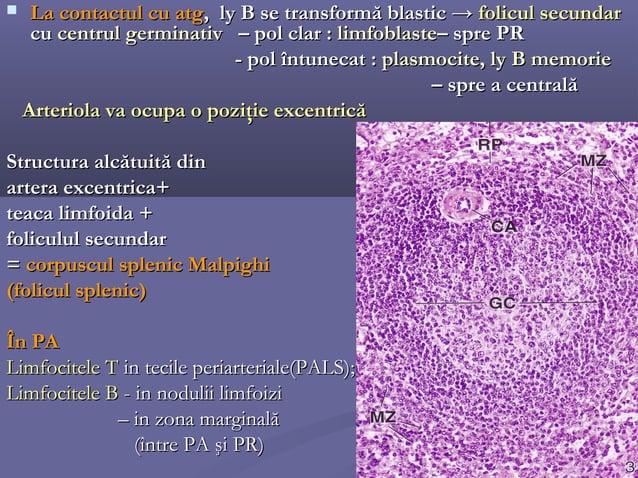 Curs 10-histo-organe-limfoide-periferice | PPT