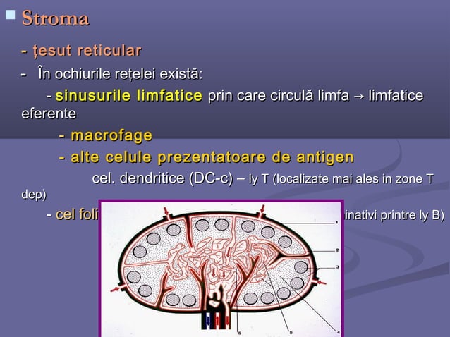Curs 10-histo-organe-limfoide-periferice | PPT