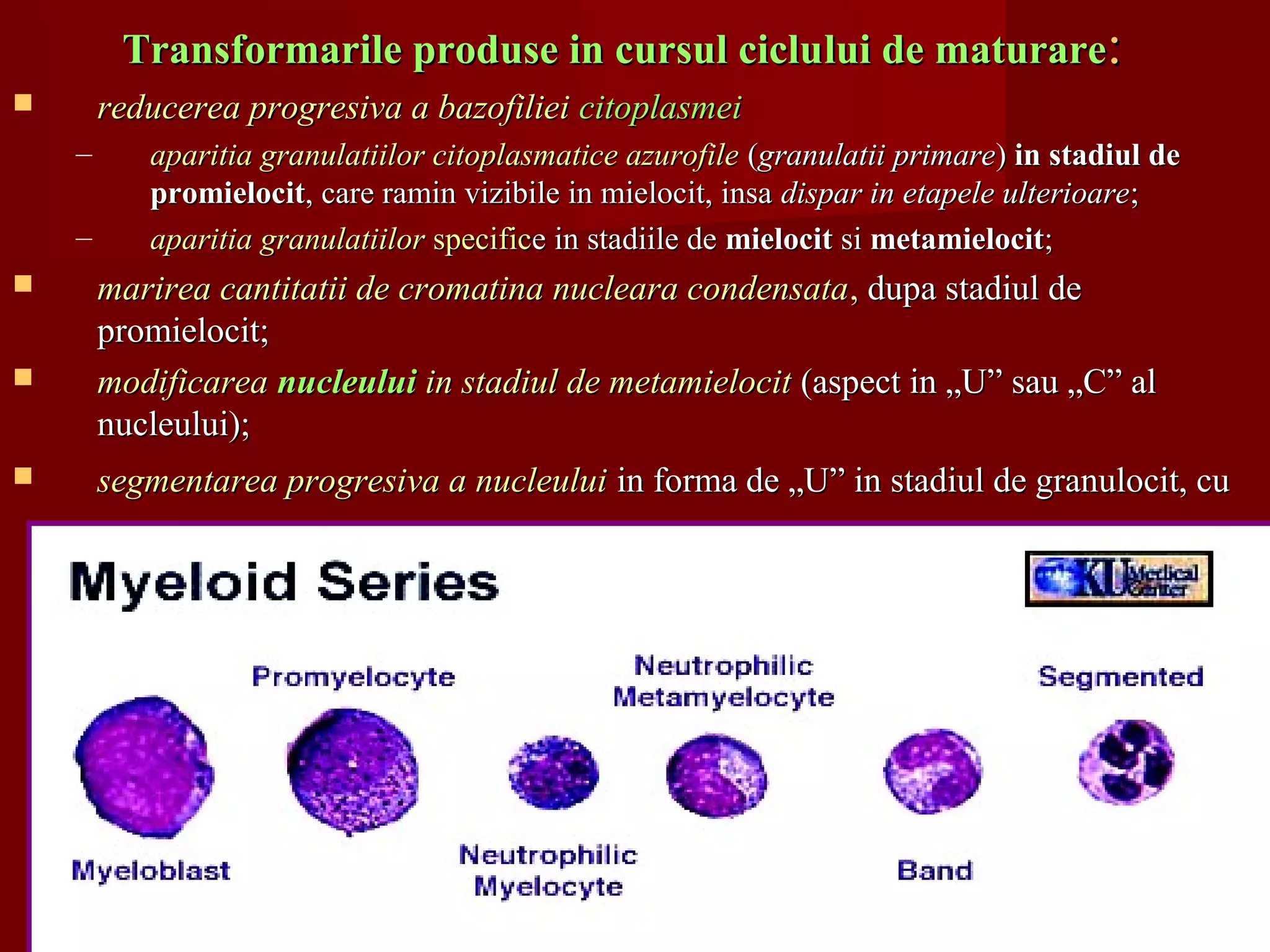 Curs 8-histo-sistemul-tisular-hemo-imun | PPT