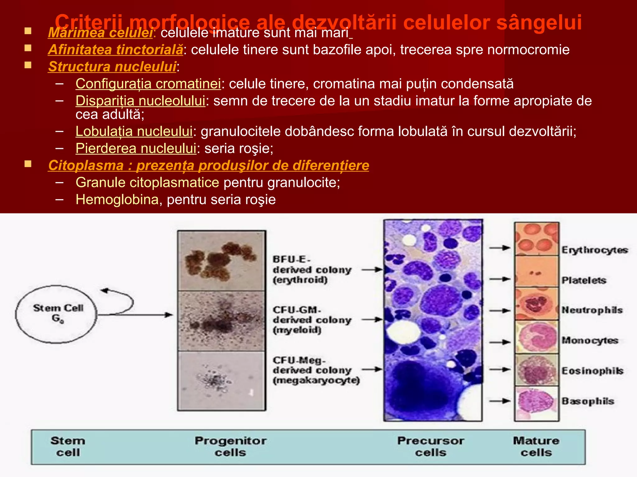 Curs 8-histo-sistemul-tisular-hemo-imun | PPT