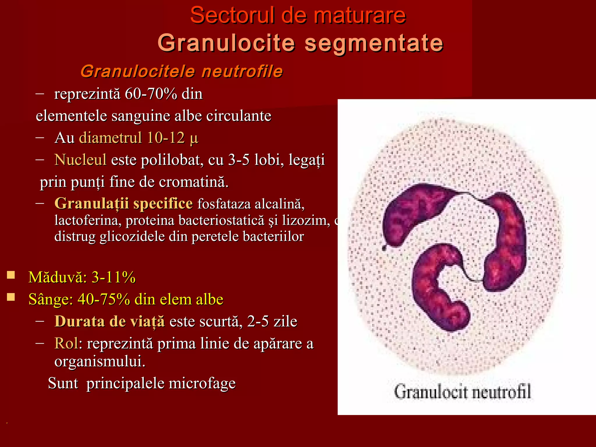 Curs 8-histo-sistemul-tisular-hemo-imun | PPT