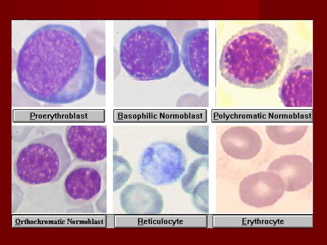 Curs 8-histo-sistemul-tisular-hemo-imun | PPT