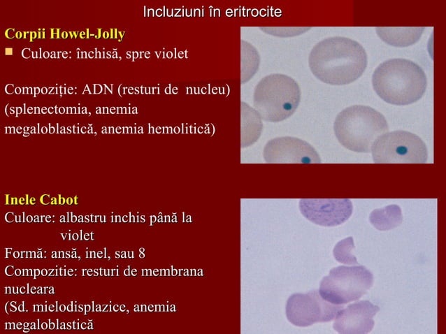Curs 8-histo-sistemul-tisular-hemo-imun | PPT