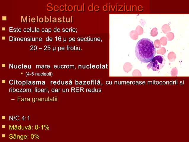 Curs 8-histo-sistemul-tisular-hemo-imun | PPT