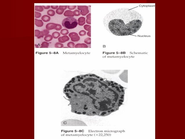 Curs 8-histo-sistemul-tisular-hemo-imun | PPT