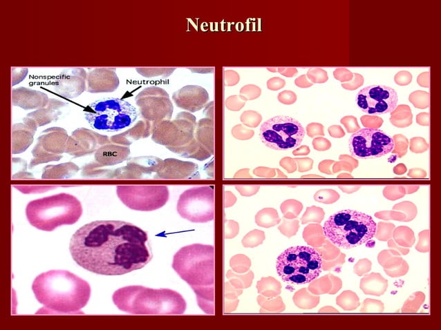 Curs 8-histo-sistemul-tisular-hemo-imun | PPT