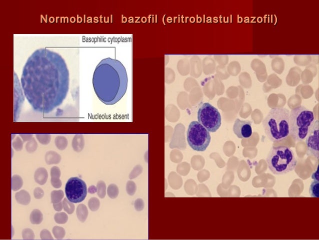 Curs 8-histo-sistemul-tisular-hemo-imun
