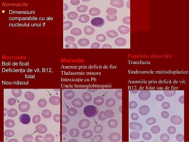 Curs 8-histo-sistemul-tisular-hemo-imun