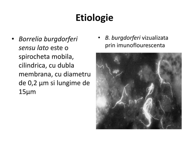 Curs 14 Boala Lyme.pptx