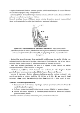 Curs 1 dt notiuni de odontogeneza | PDF
