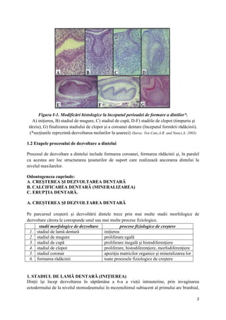 Curs 1 dt notiuni de odontogeneza | PDF