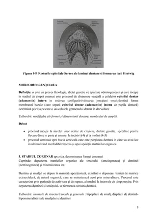 Curs 1 dt notiuni de odontogeneza | PDF