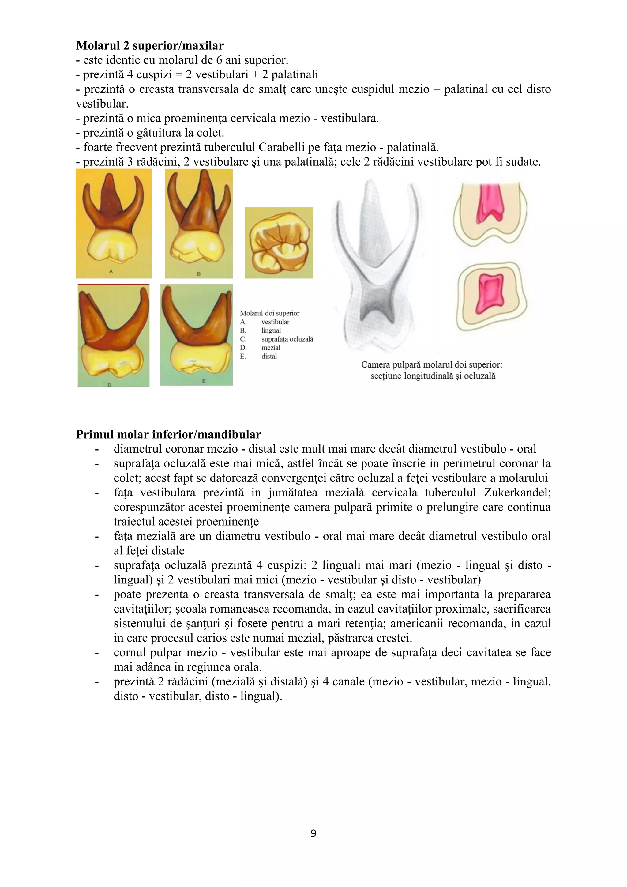 Curs 2 dt particularitati morfologice si de structura | PDF