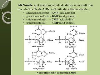 curs 9, ARN.ppt