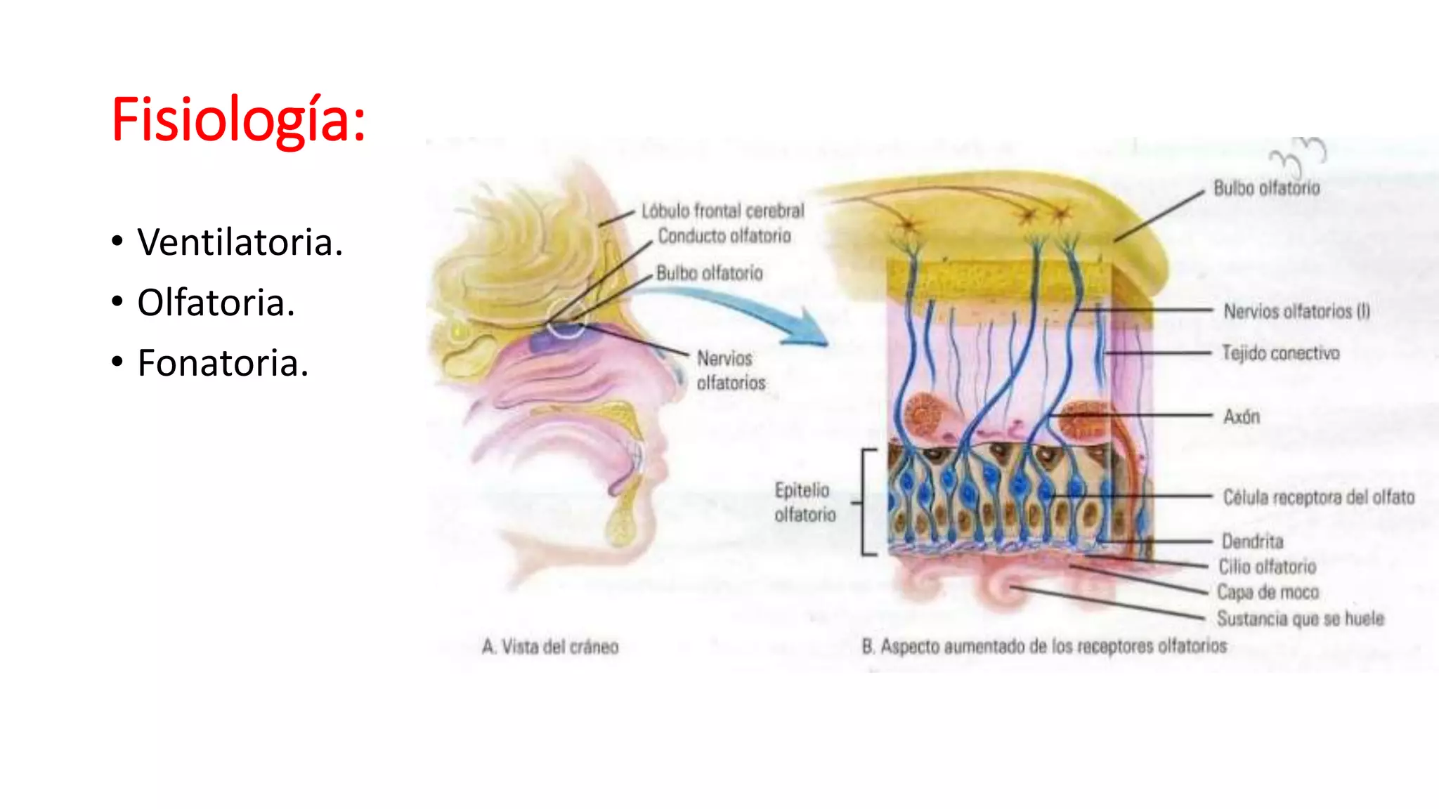 Anatomía y Fisiología 04: Olfato - Nariz, Gusto - Lengua, Tacto | PPT