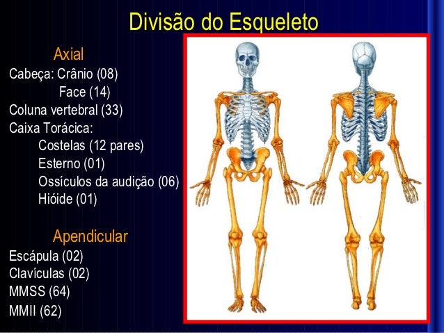 Curso anatomia aula 01 sistema ósseo