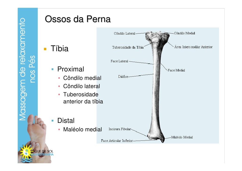 Qual Maior Osso Da Perna - FDPLEARN