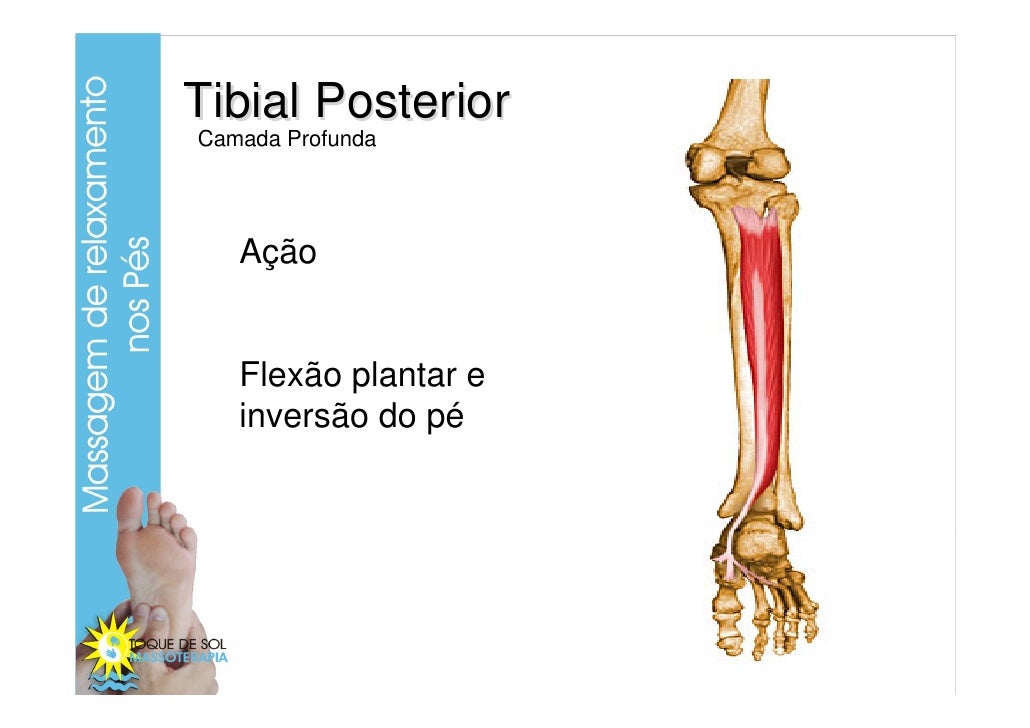 Origem E Insercao Do Musculo Tibial Posterior Músculo Tibial