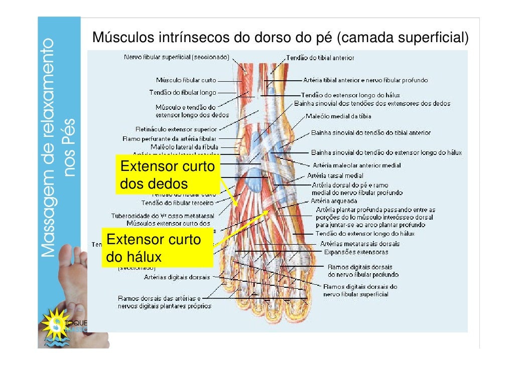 Curso anatomia membrosinferiores_pernaepe