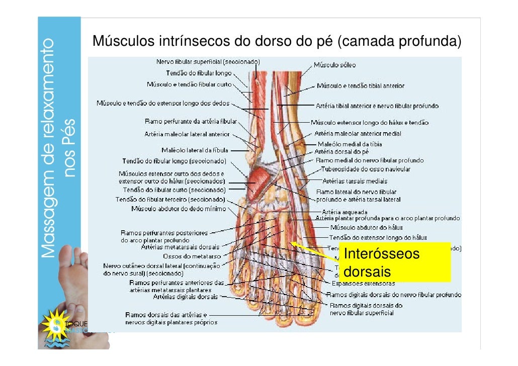 Exercicios De Musculos Intrinsecos Do Pe Tema 4.5. Articulaciones Del