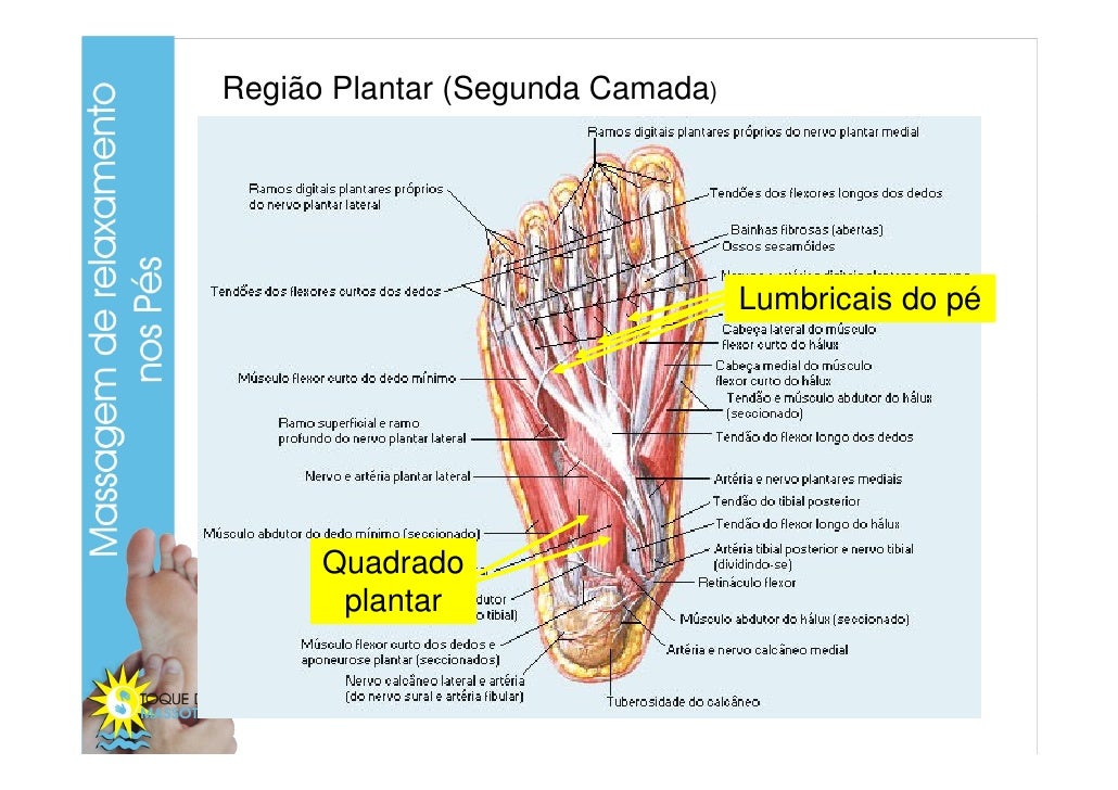 Curso anatomia membrosinferiores_pernaepe