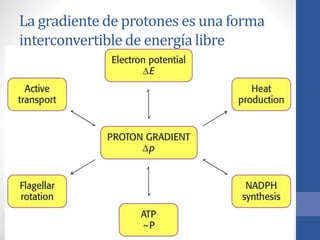 Curso Bioquímica 18-Fosforilación Oxidativa | PPTX
