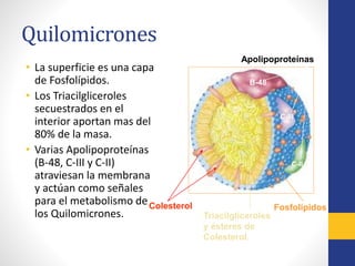 Curso Bioquímica 19 Metabolismo Lípidos Pptx