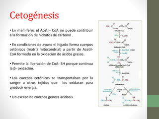 Curso Bioquímica 22-Cuerpos cetónicos | PPTX