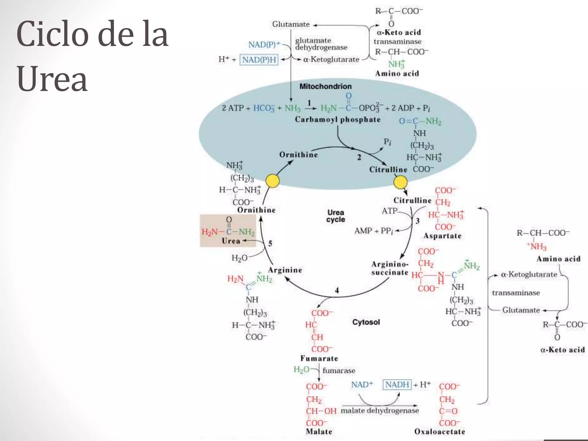 Curso Bioquímica 24-Ciclo de la urea | PPT
