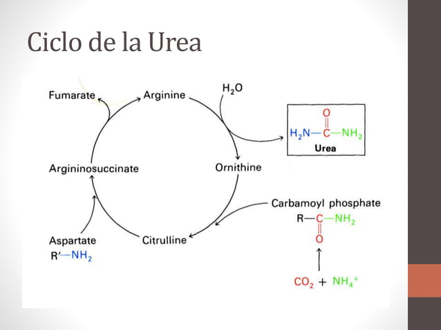 Curso Bioquímica 24-Ciclo de la urea | PPTX | Chemistry | Science