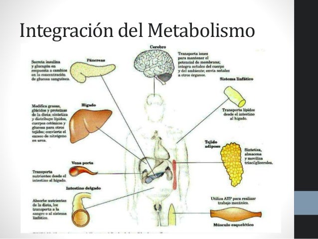 Curso Bioquímica 27-Integración del metabolismo
