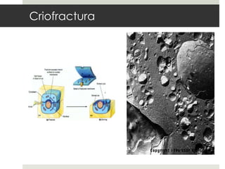 Curso Histologia 01 Generalidades | PPTX